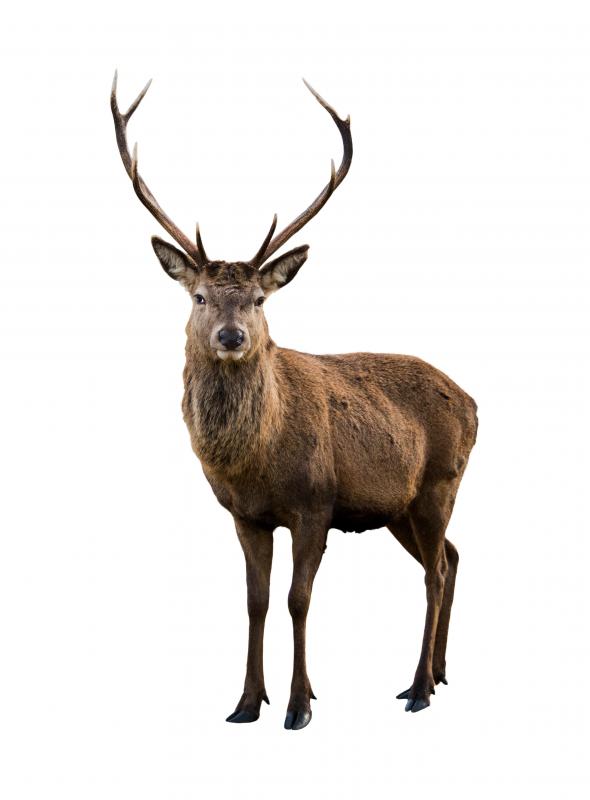 What Types of Animals are Hunted in North America?
