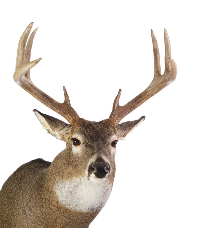 What is Hunting Season? (with pictures)