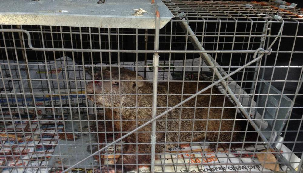 What Types of Animals are Hunted in North America?