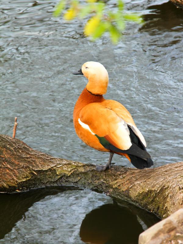 What Types of Animals are Hunted in North America?