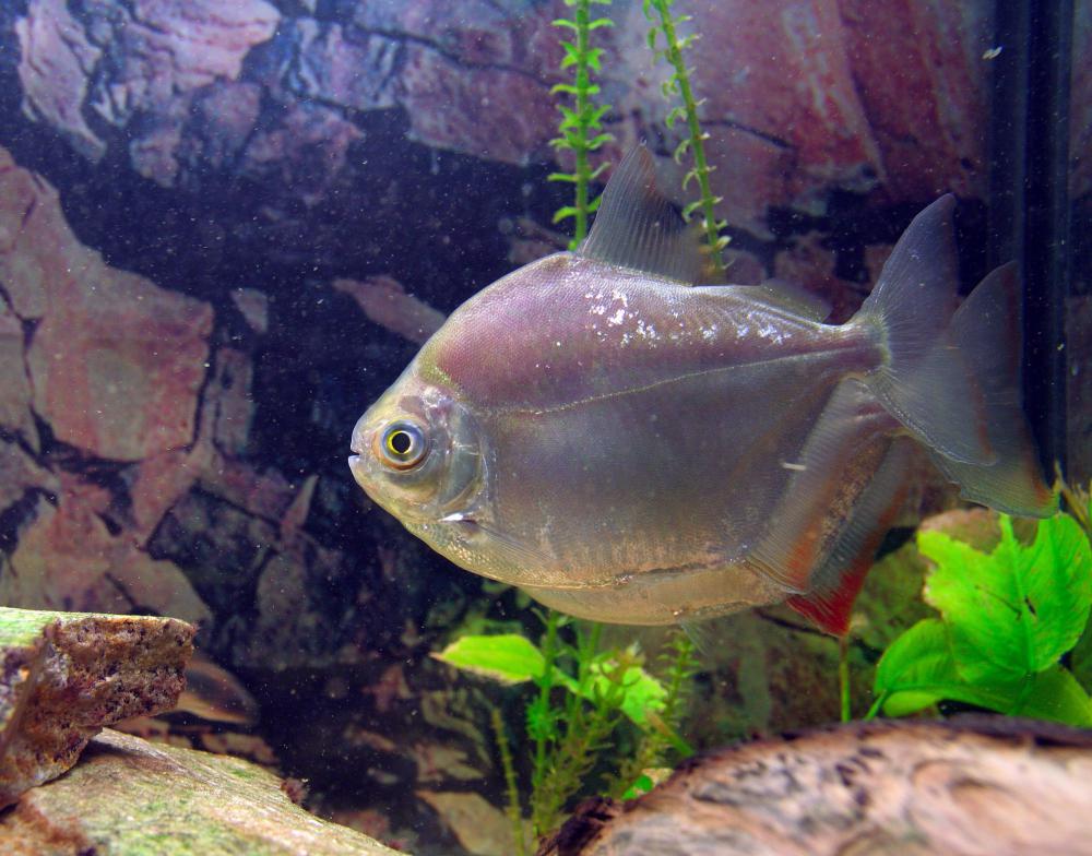 What is a Tankbuster? (with pictures)