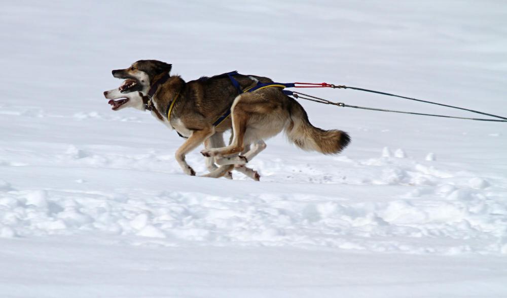 What Is Skijoring? (with pictures)