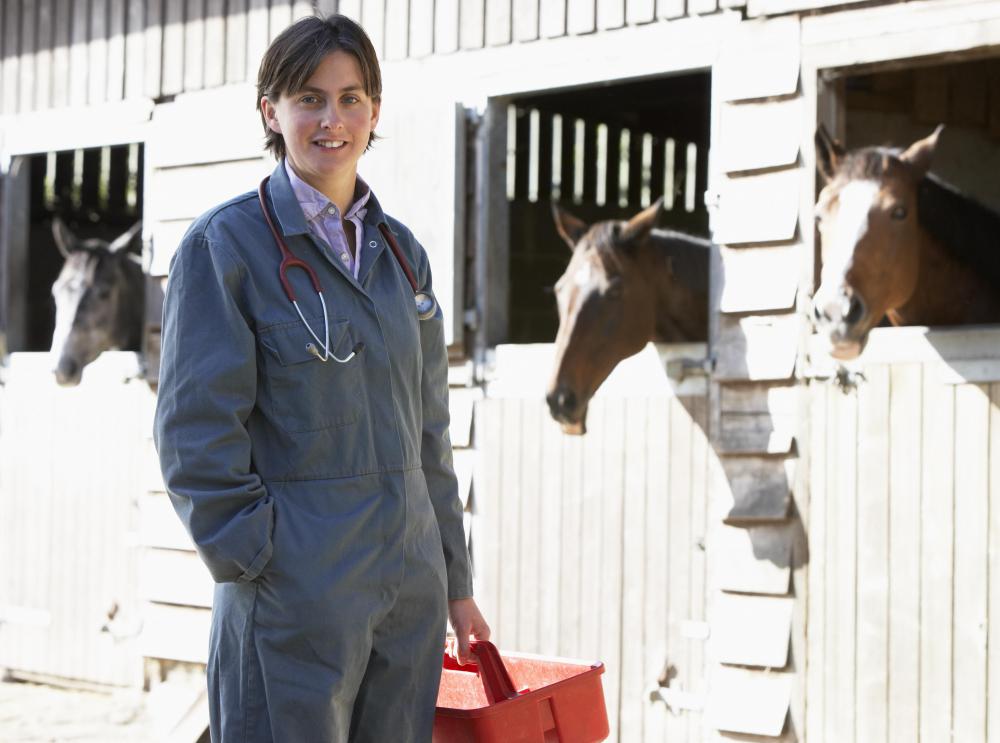 What is a Gelding? (with pictures)